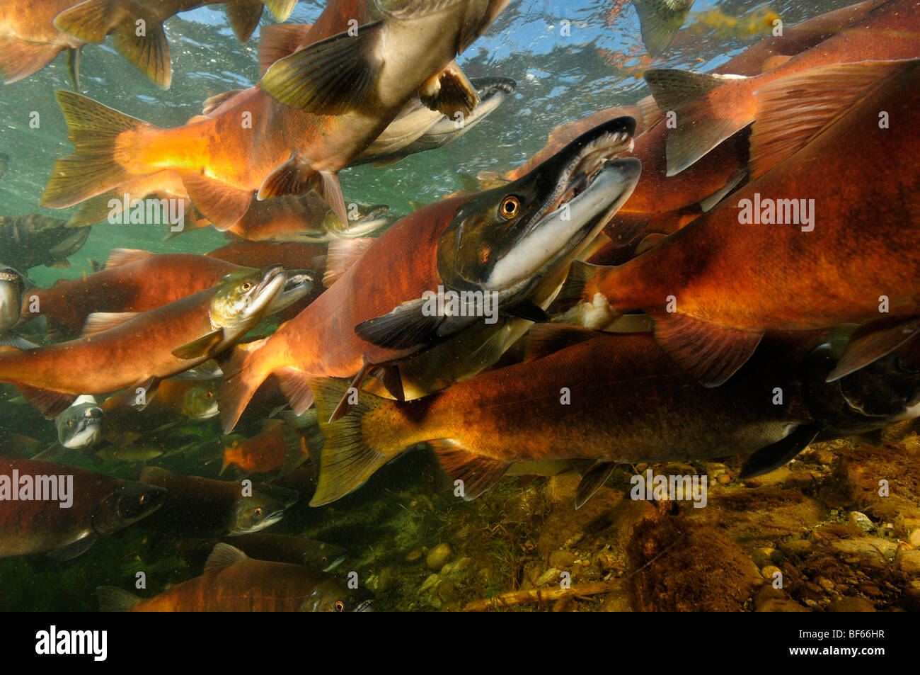 Red salmon, Oncorhynchus nerka, Kokanee, East River, Colorado Stock ...