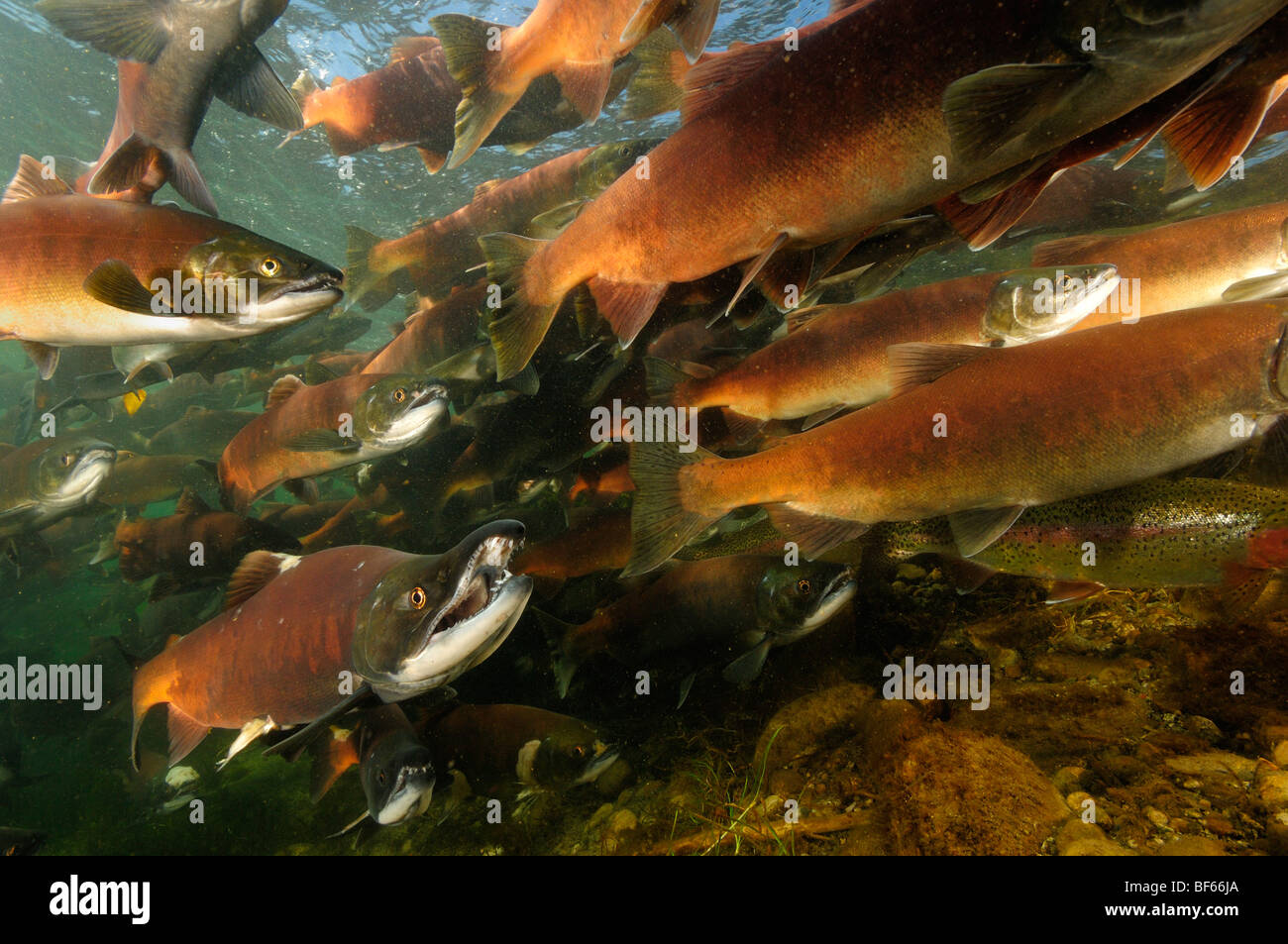 Red salmon, Oncorhynchus nerka, Kokanee, East River, Colorado Stock ...