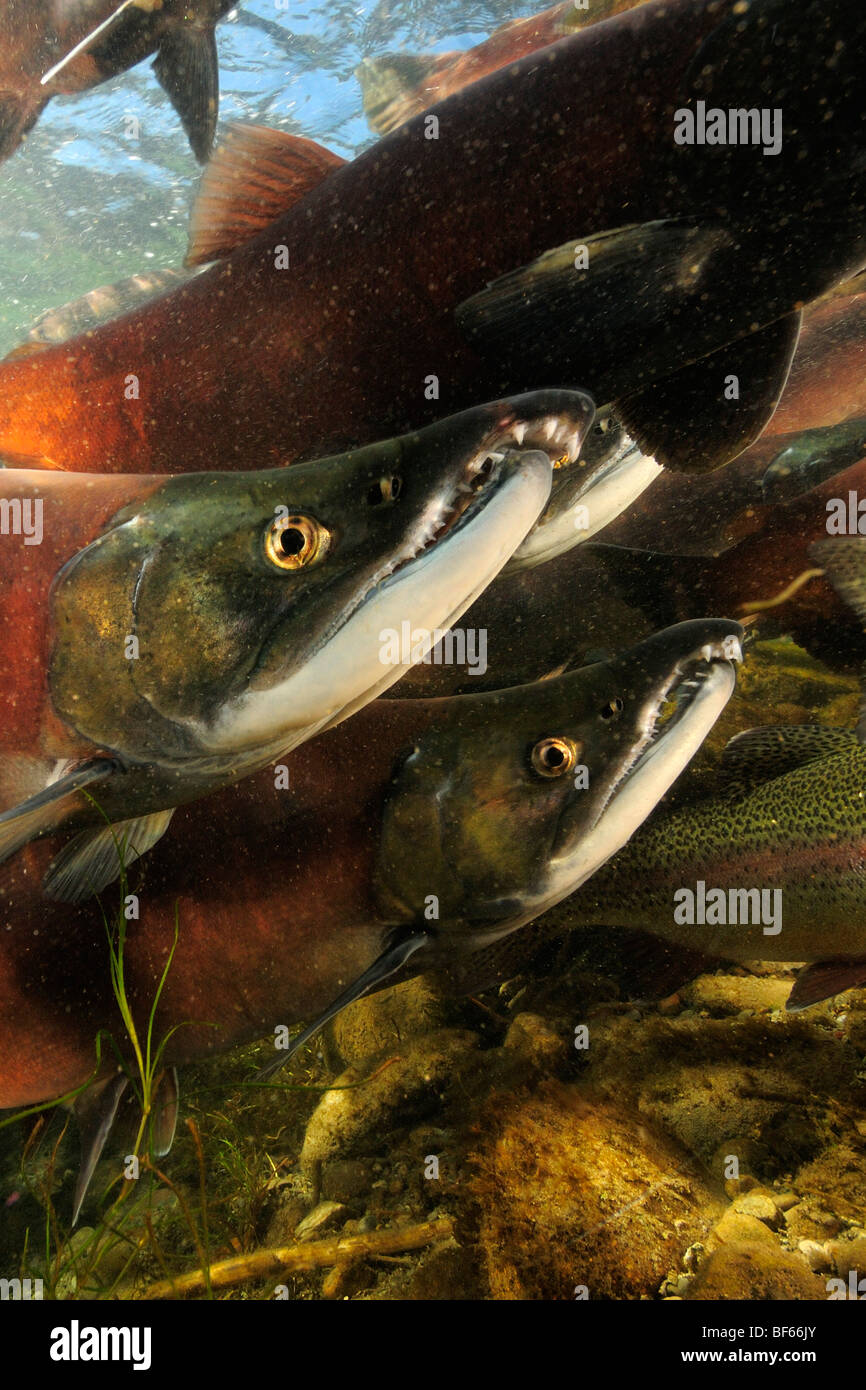 Red salmon, Oncorhynchus nerka, Kokanee, East River, Colorado Stock ...