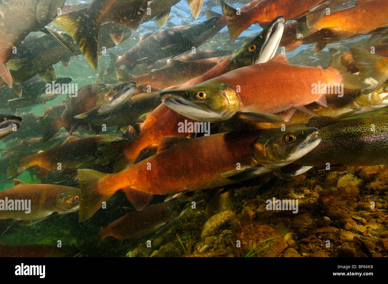 Red salmon, Oncorhynchus nerka, Kokanee, East River, Colorado Stock ...