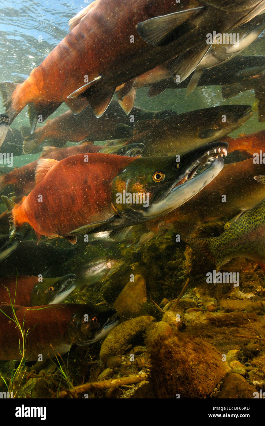 Red salmon, Oncorhynchus nerka, Kokanee, East River, Colorado Stock ...