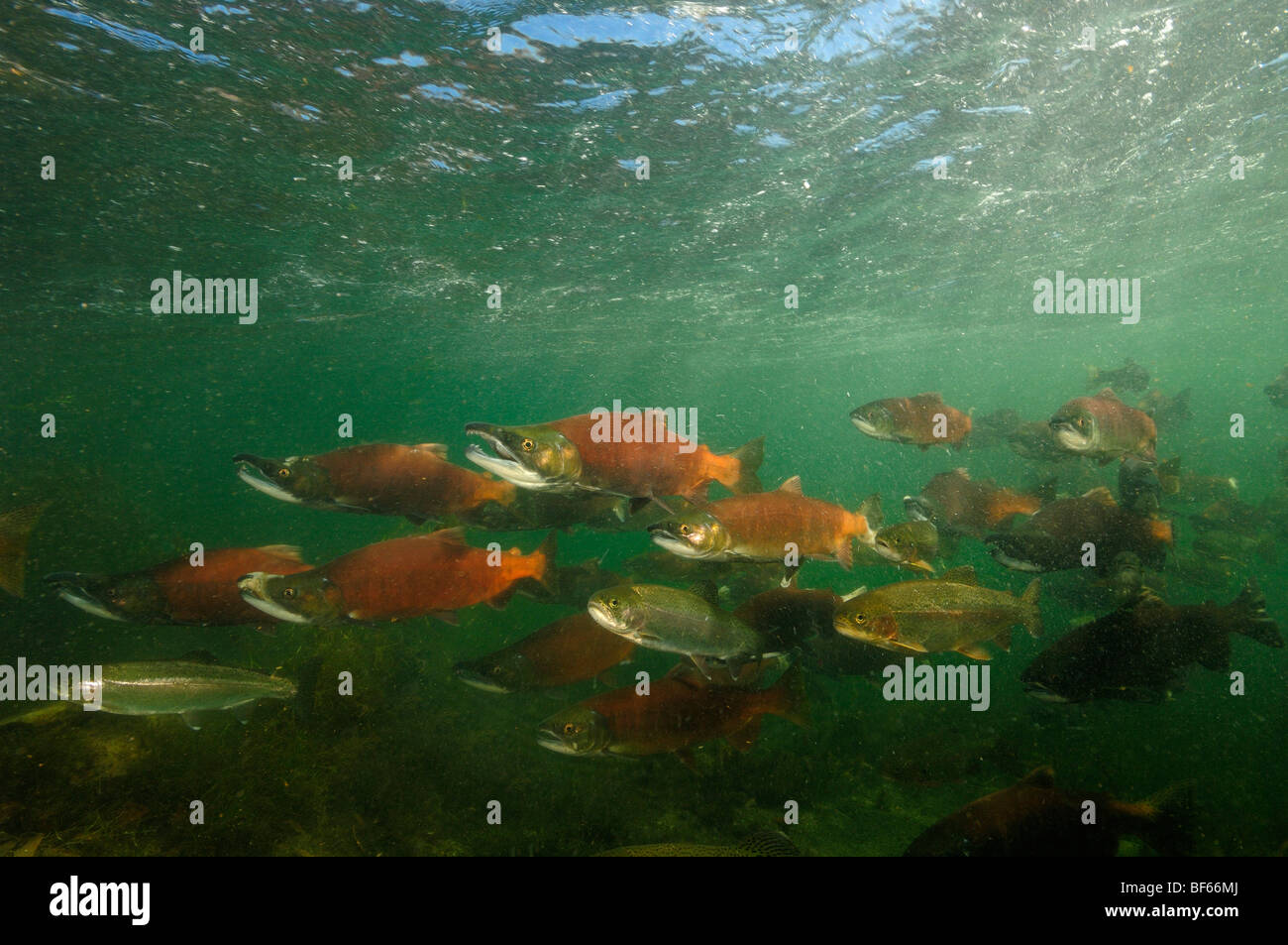 Red salmon, Oncorhynchus nerka, Kokanee, East River, Colorado Stock ...