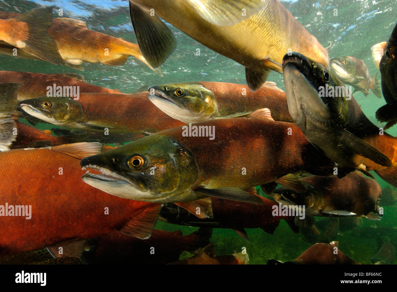 Red salmon, Oncorhynchus nerka, Kokanee, East River, Colorado Stock ...