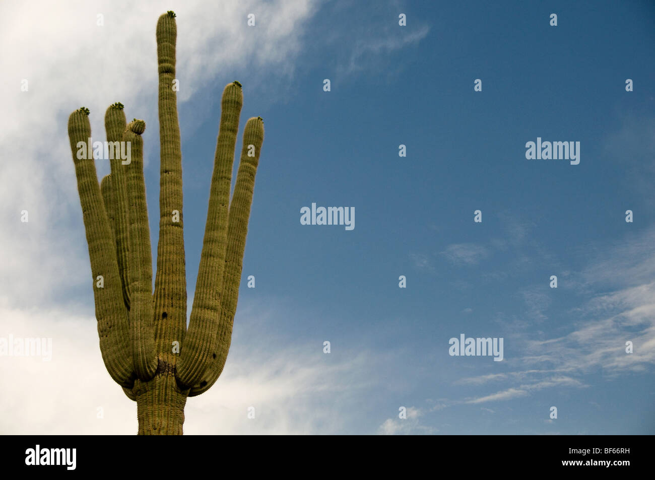 Cacti desert hi-res stock photography and images - Alamy
