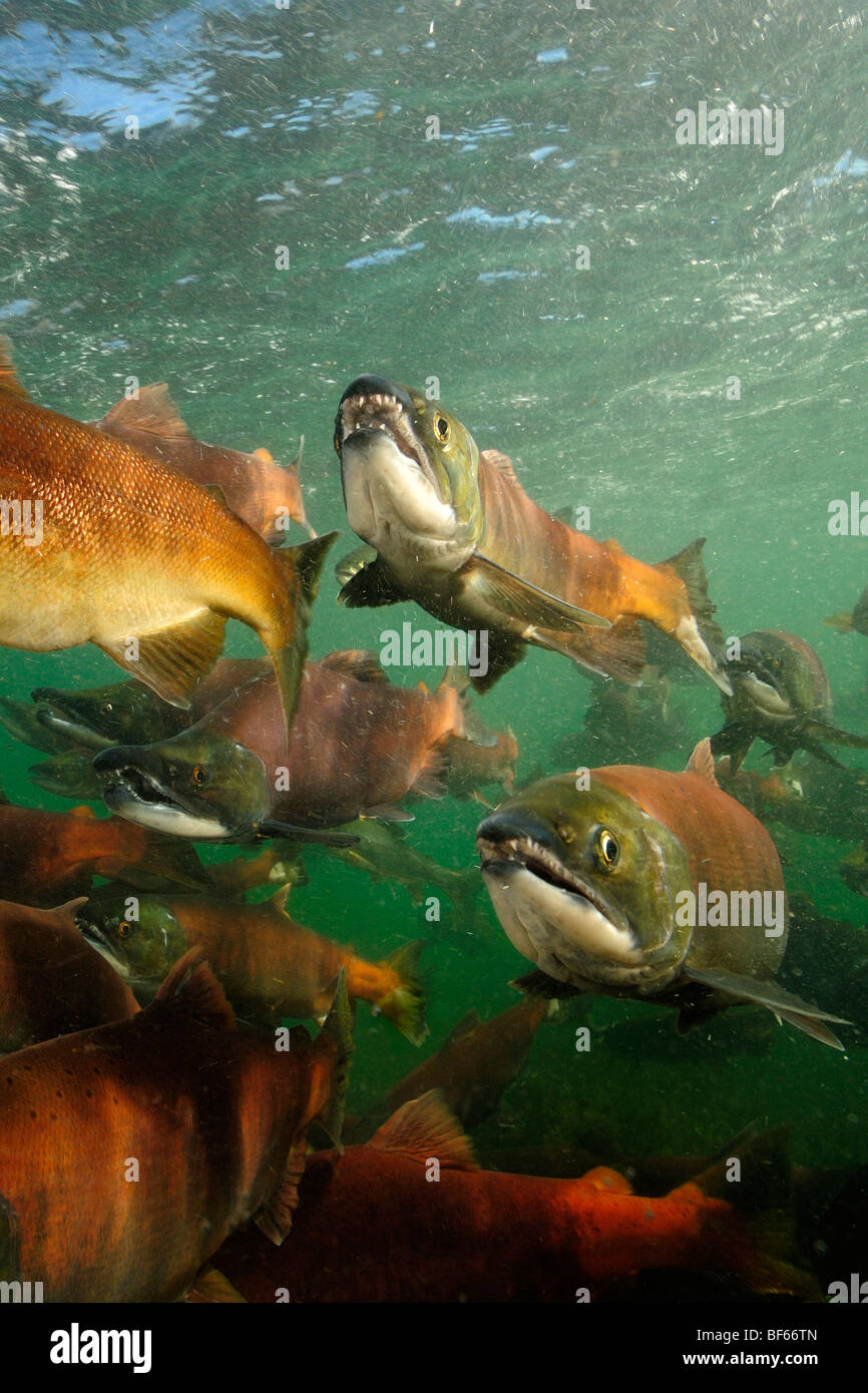 Red salmon, Oncorhynchus nerka, Kokanee, East River, Colorado Stock ...
