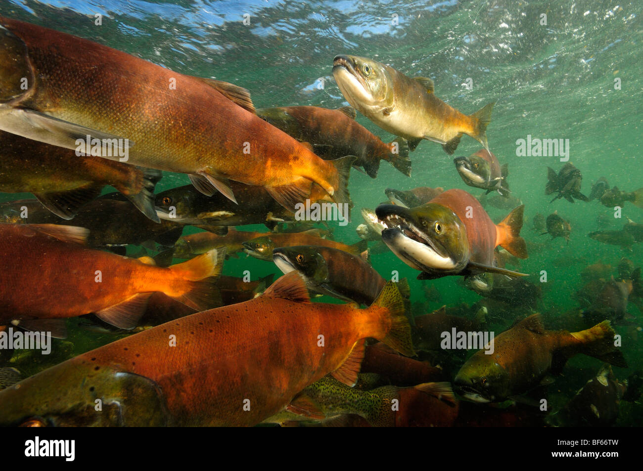 Red salmon, Oncorhynchus nerka, Kokanee, East River, Colorado Stock ...