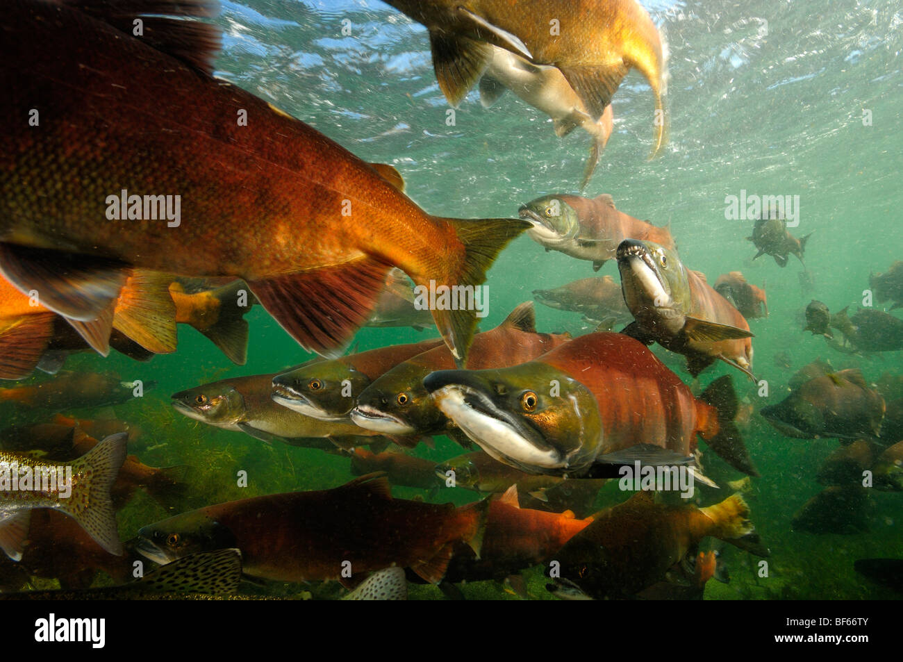 Red salmon, Oncorhynchus nerka, Kokanee, East River, Colorado Stock ...