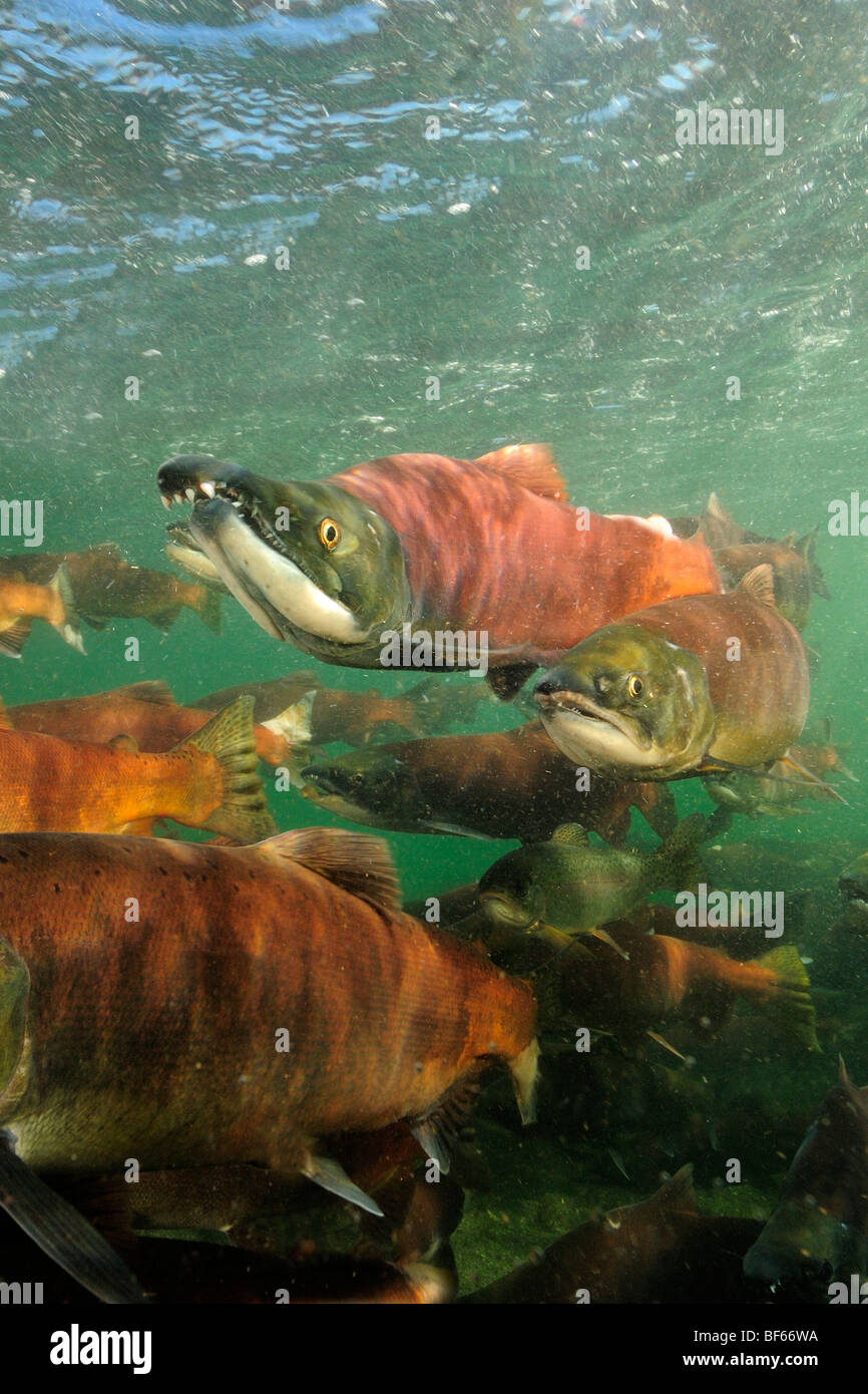 Red salmon, Oncorhynchus nerka, Kokanee, East River, Colorado Stock ...
