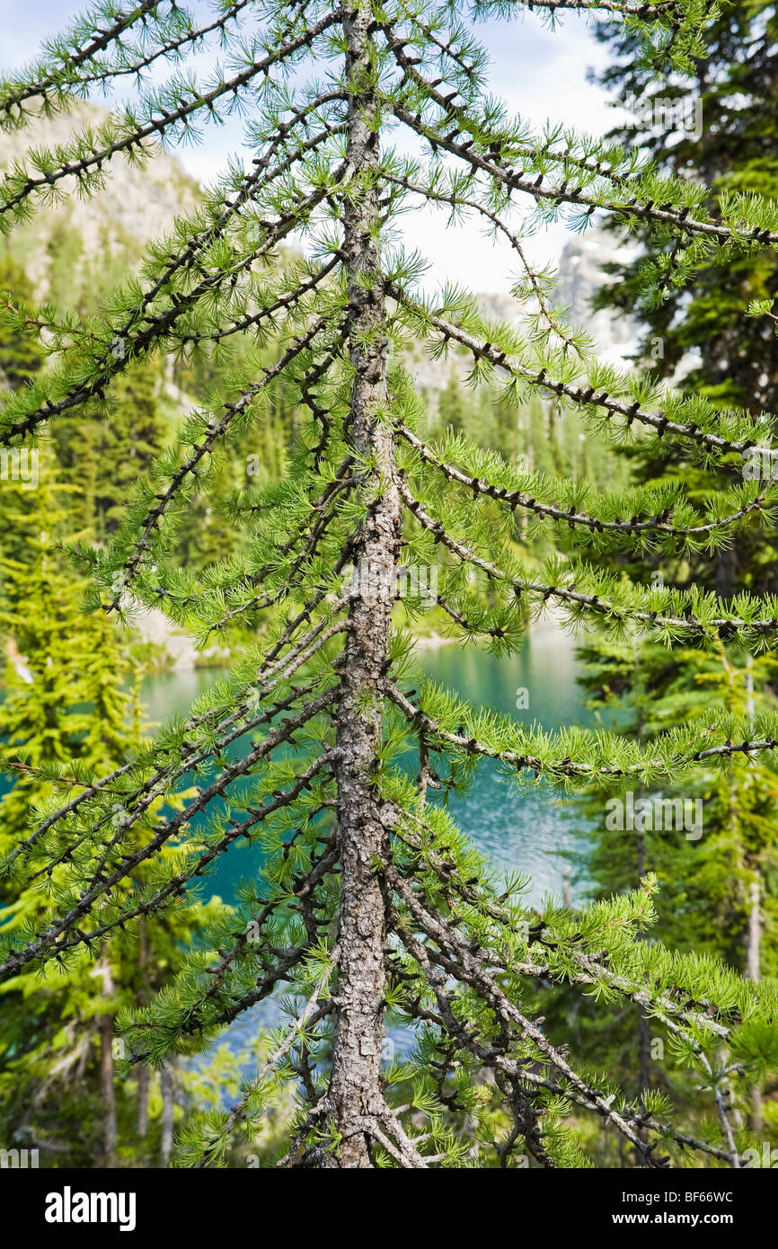 Close up larch bark hi-res stock photography and images - Alamy