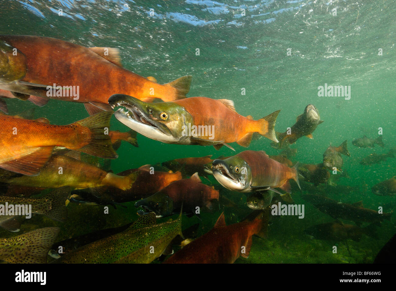 Red salmon, Oncorhynchus nerka, Kokanee, East River, Colorado Stock ...