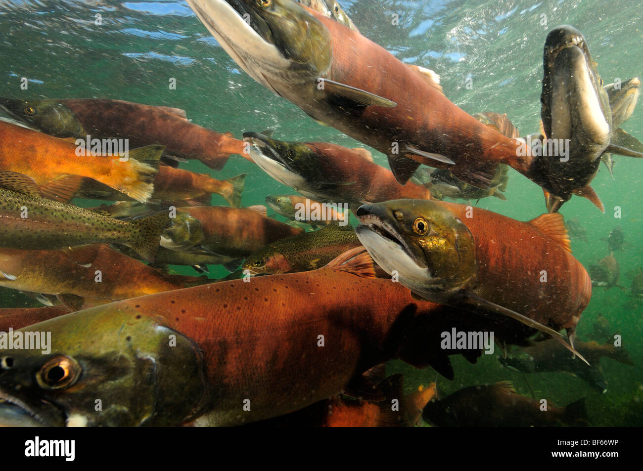 Red salmon, Oncorhynchus nerka, Kokanee, East River, Colorado Stock ...