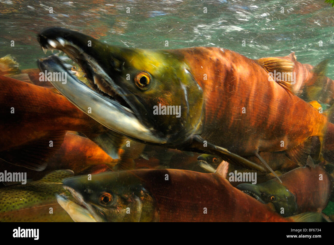 Red salmon, Oncorhynchus nerka, Kokanee, East River, Colorado Stock ...
