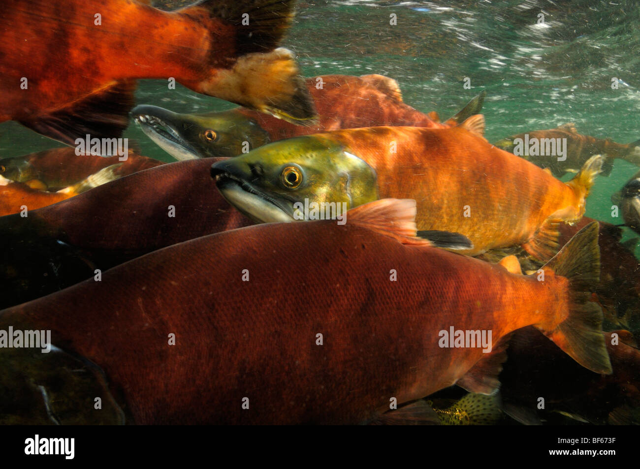 Red salmon, Oncorhynchus nerka, Kokanee, East River, Colorado Stock ...