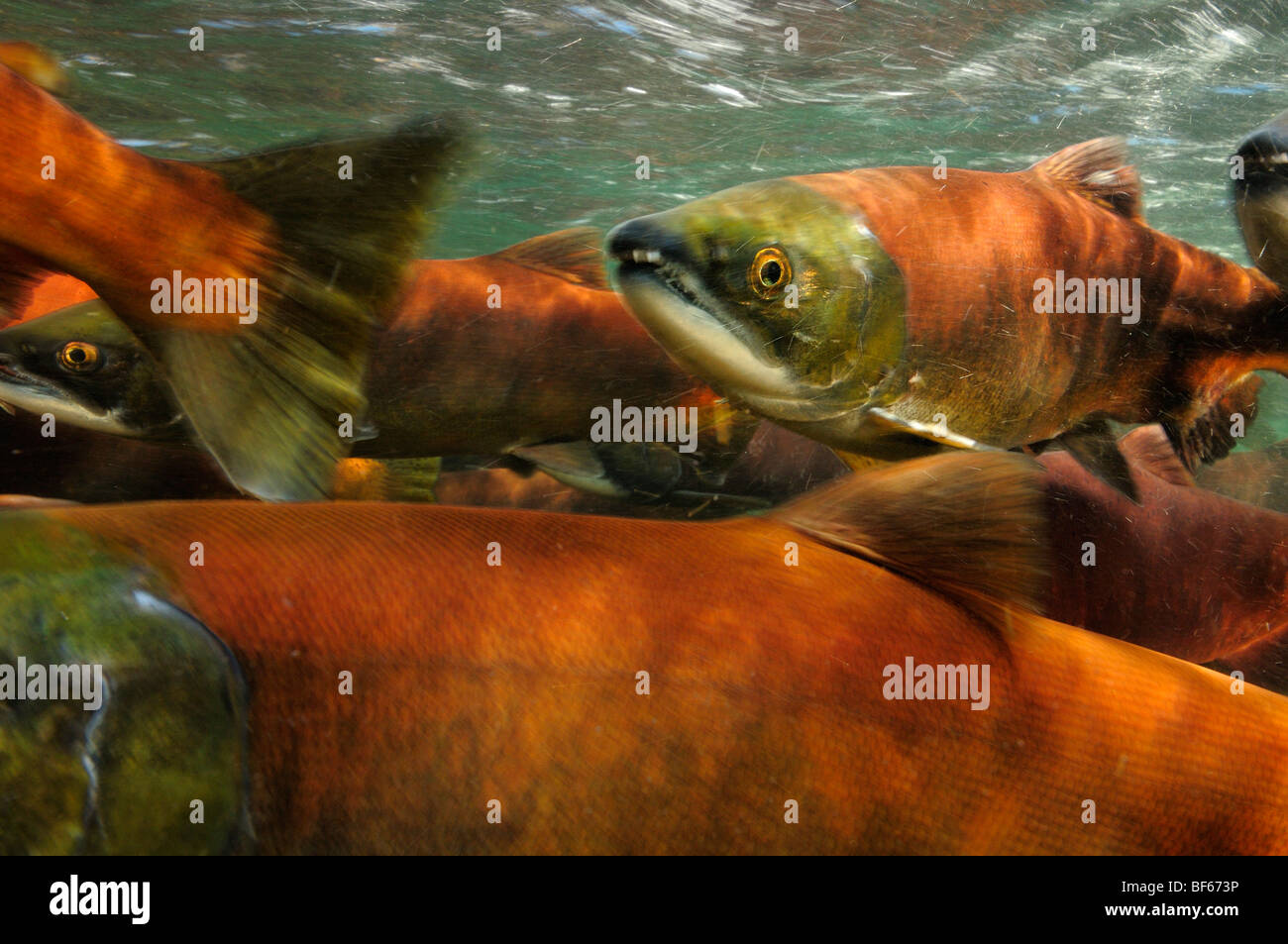 Red salmon, Oncorhynchus nerka, Kokanee, East River, Colorado Stock ...