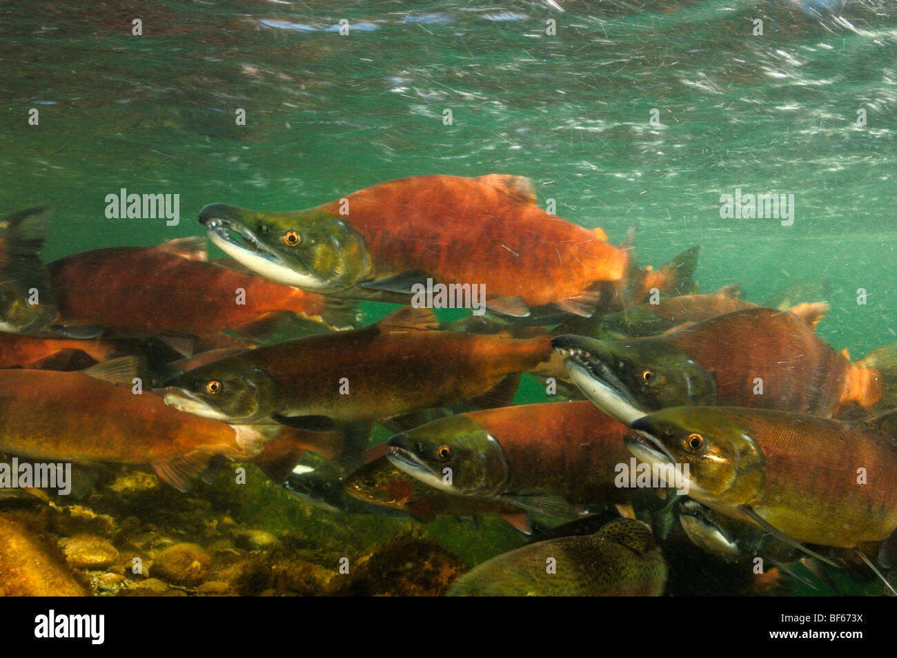Oncorhynchus nerka hi-res stock photography and images - Alamy