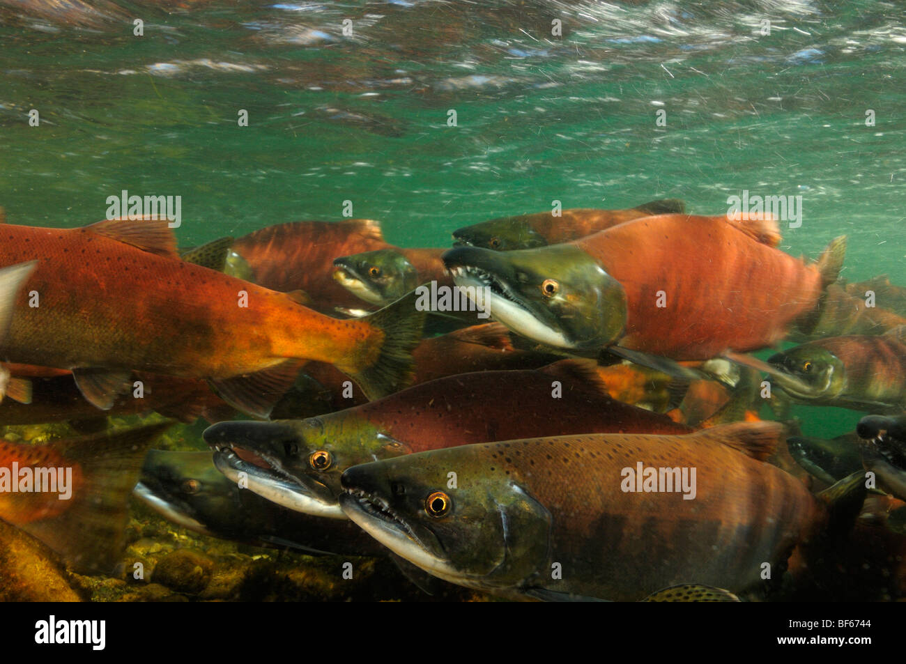 Oncorhynchus nerka nerka sockeye salmon hi-res stock photography and ...