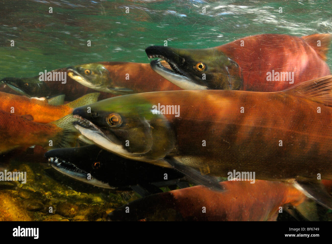Red salmon, Oncorhynchus nerka, Kokanee, East River, Colorado Stock ...
