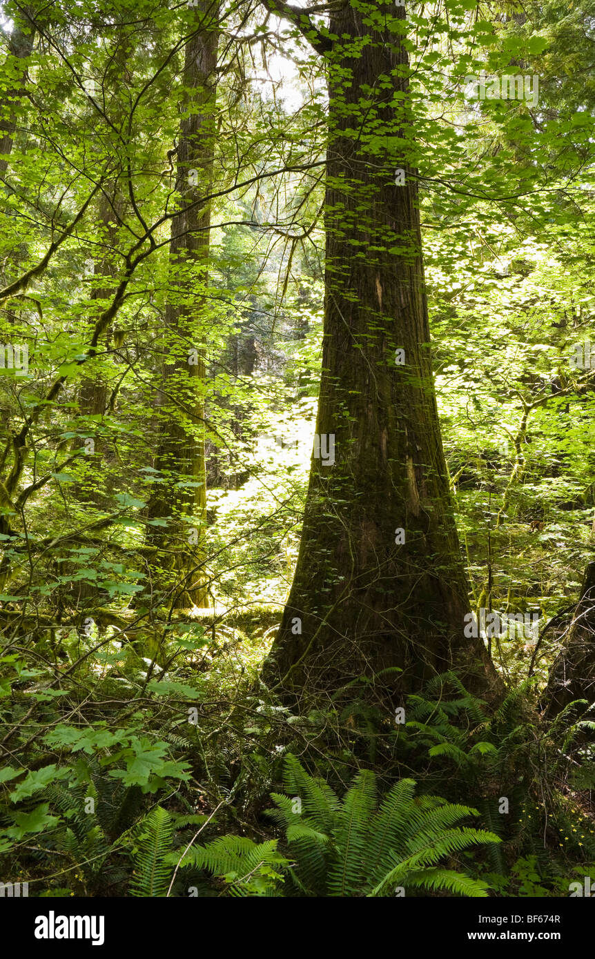 Looking up at a large Cedar tree in a forest in the North Cascades ...