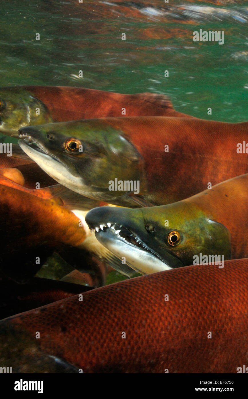 Red salmon, Oncorhynchus nerka, Kokanee, East River, Colorado Stock ...