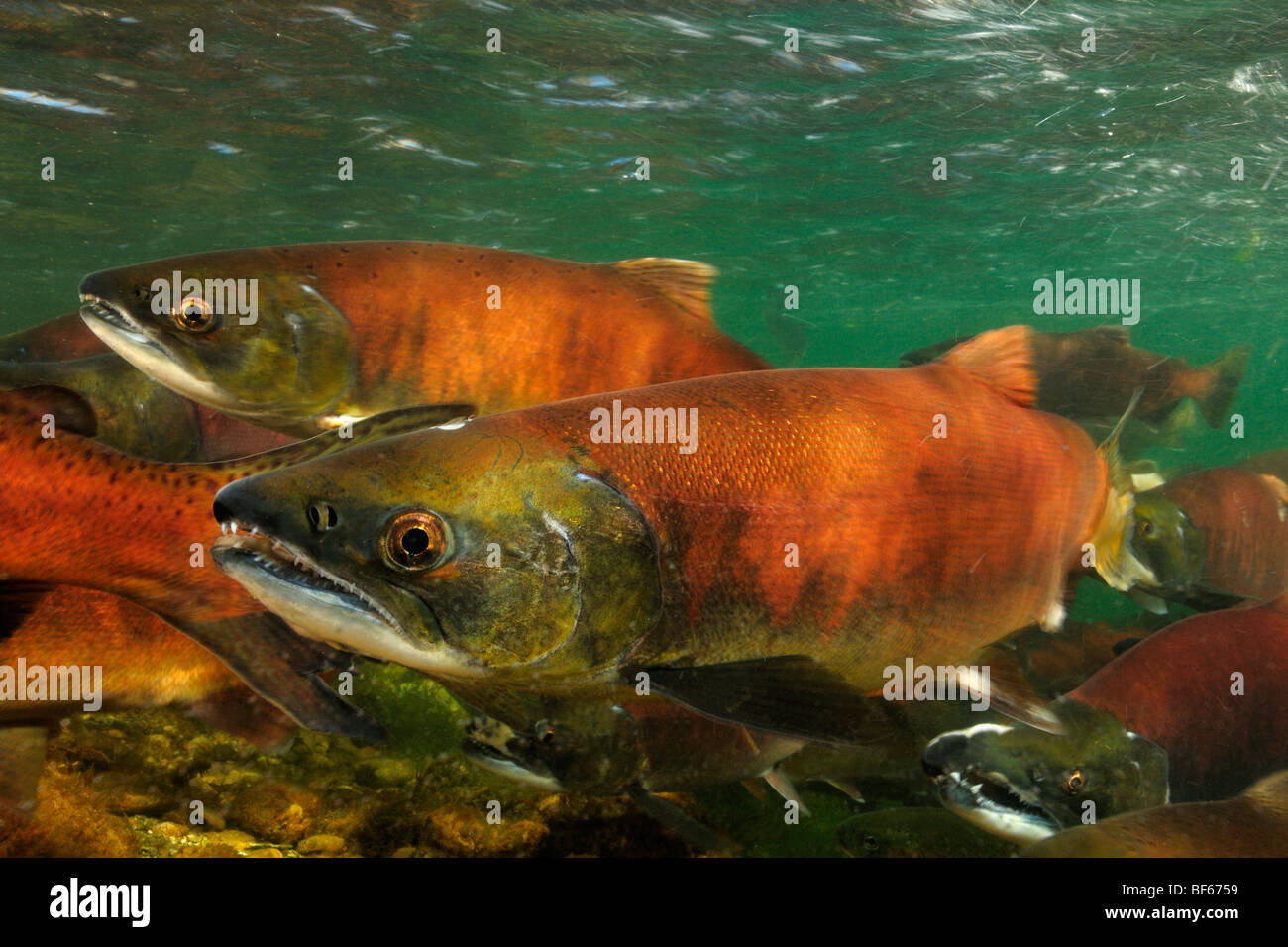 Salmon life cycle hi-res stock photography and images - Alamy