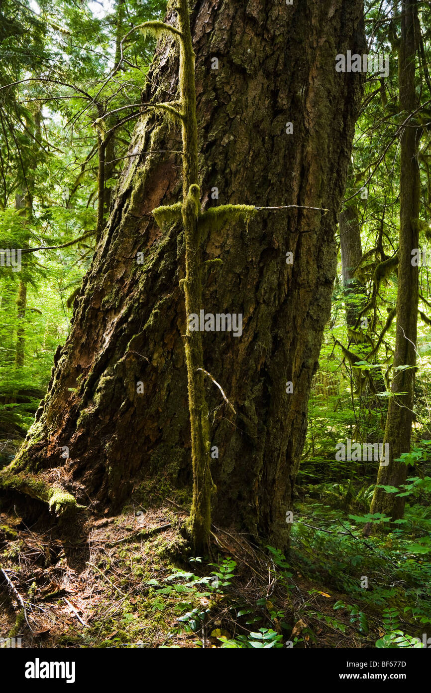 The base and lower trunk of a Douglas Fir tree in a forest. North ...