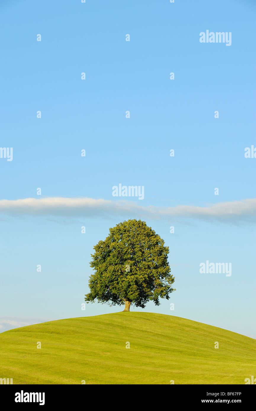 Linden tree (Tilia sp.), tree in summer, Switzerland, Europe Stock ...