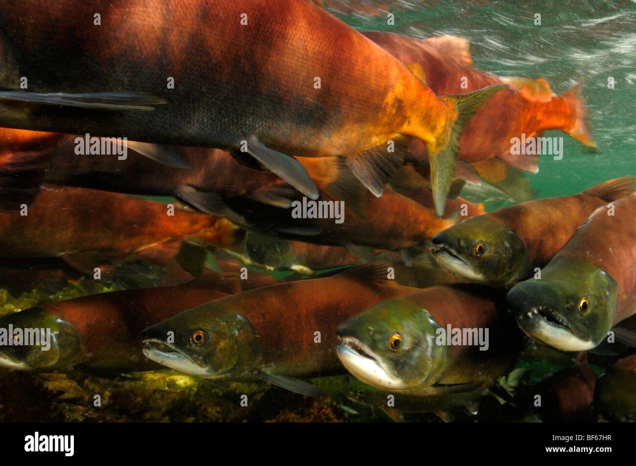 Red salmon oncorhynchus nerka kokanee hi-res stock photography and ...