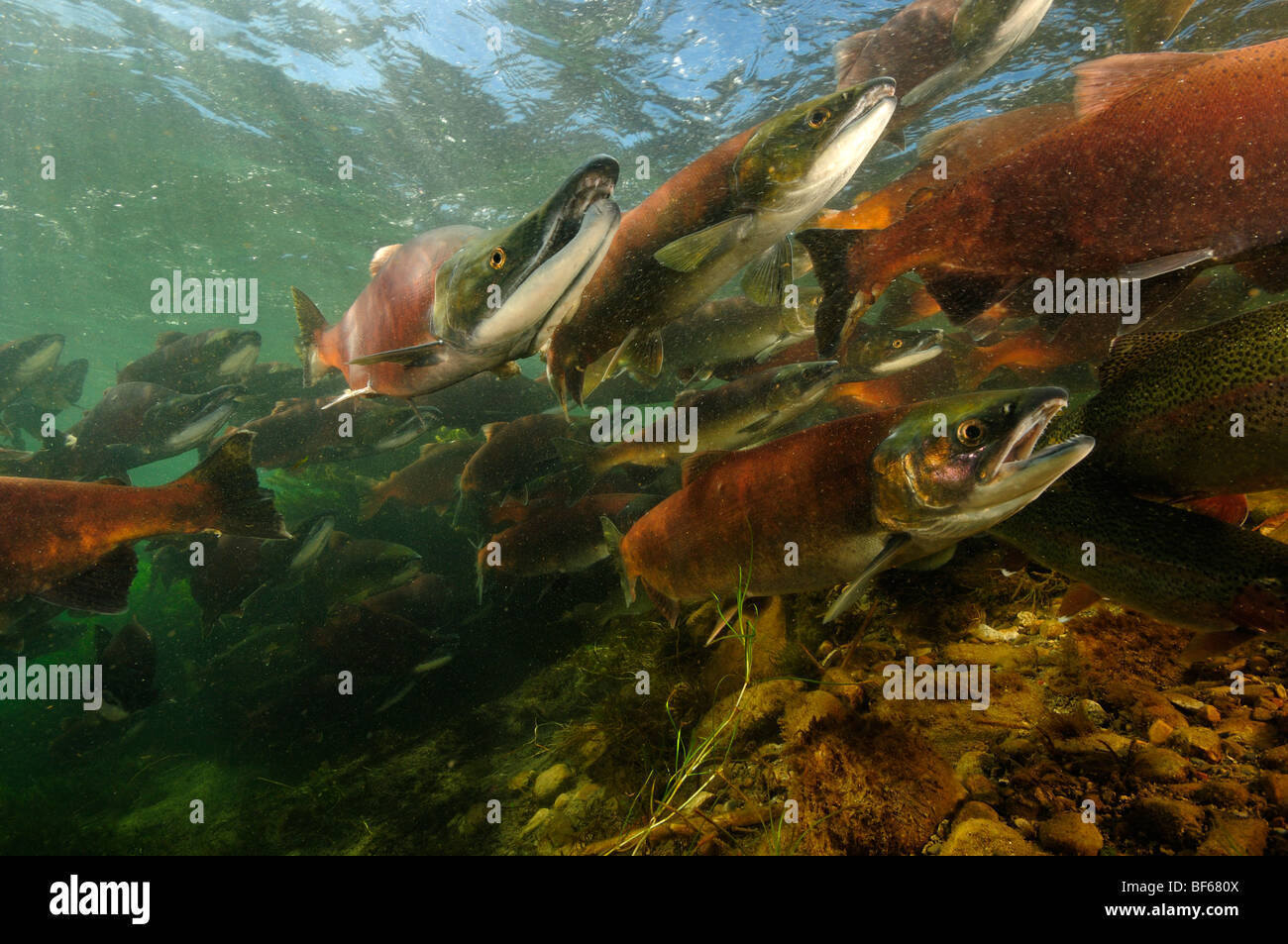 Red salmon, Oncorhynchus nerka, Kokanee, East River, Colorado Stock ...