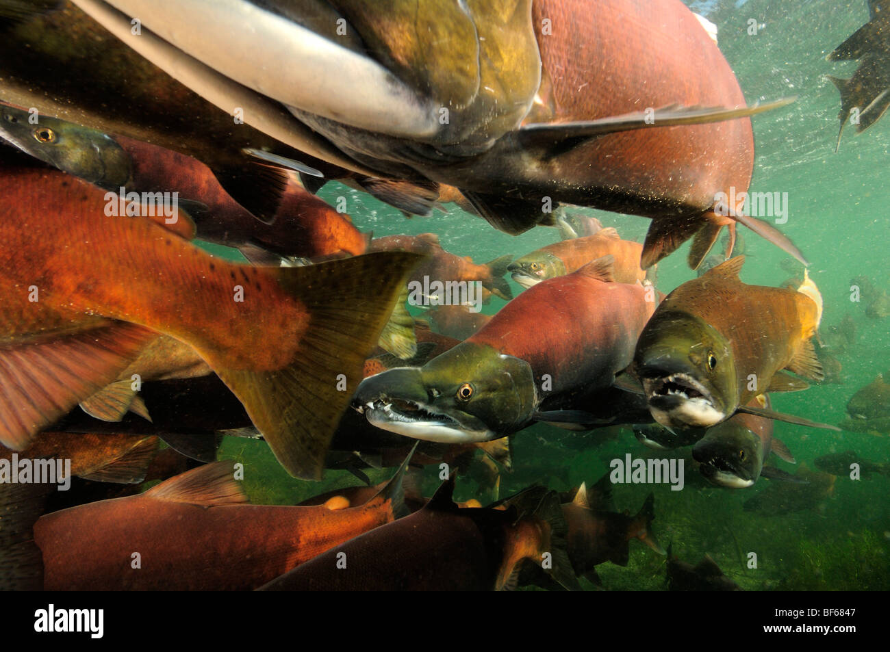 Red salmon, Oncorhynchus nerka, Kokanee, East River, Colorado Stock ...