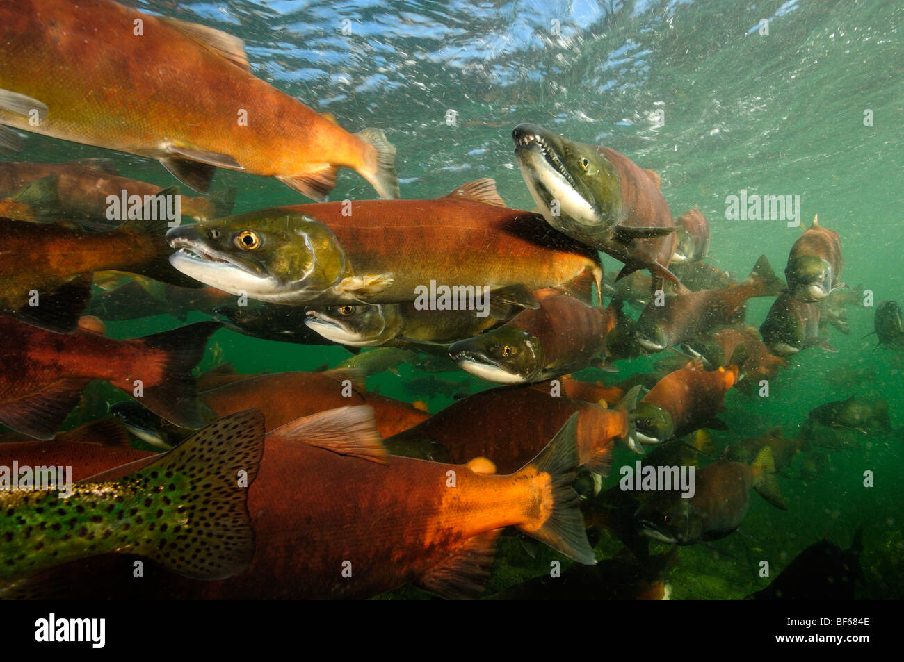 Red salmon, Oncorhynchus nerka, Kokanee, East River, Colorado Stock ...