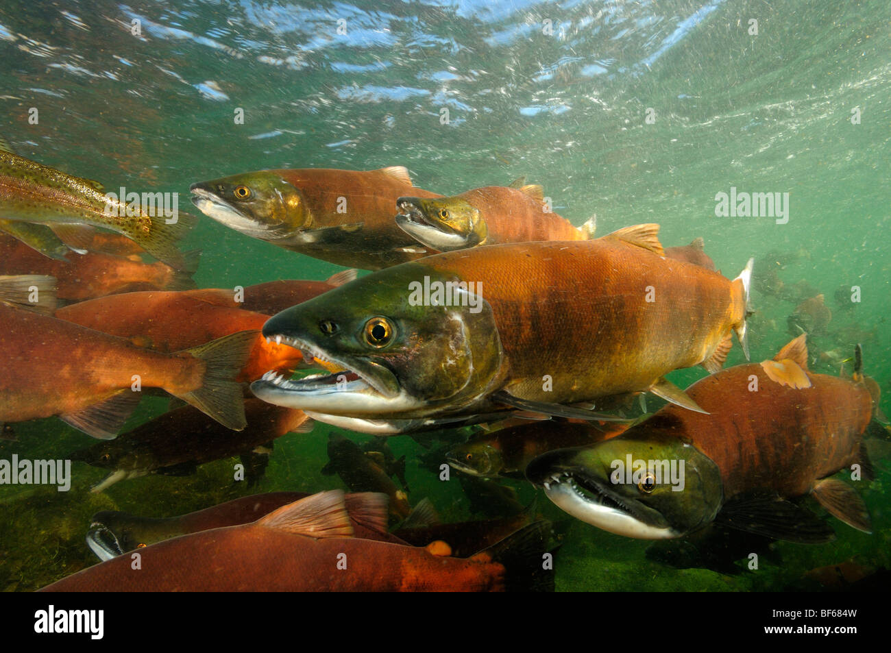 Red salmon, Oncorhynchus nerka, Kokanee, East River, Colorado Stock ...