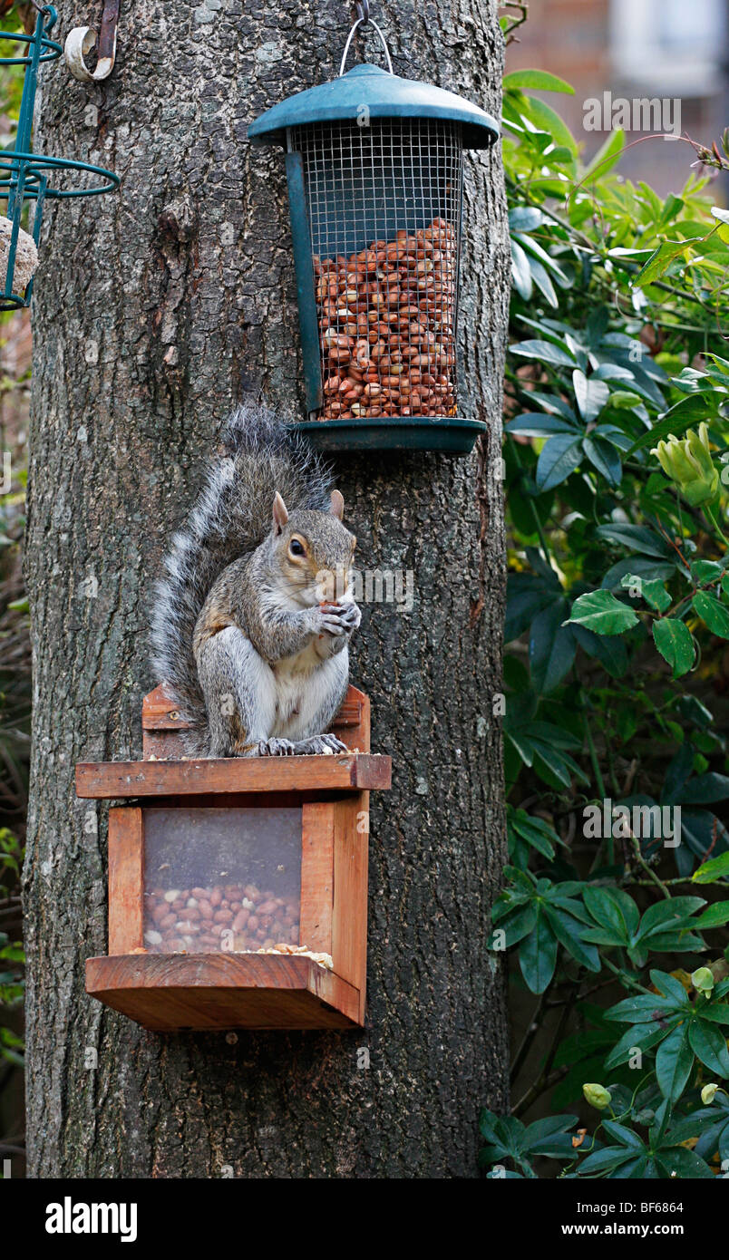 Squirrel on wire hi-res stock photography and images - Alamy