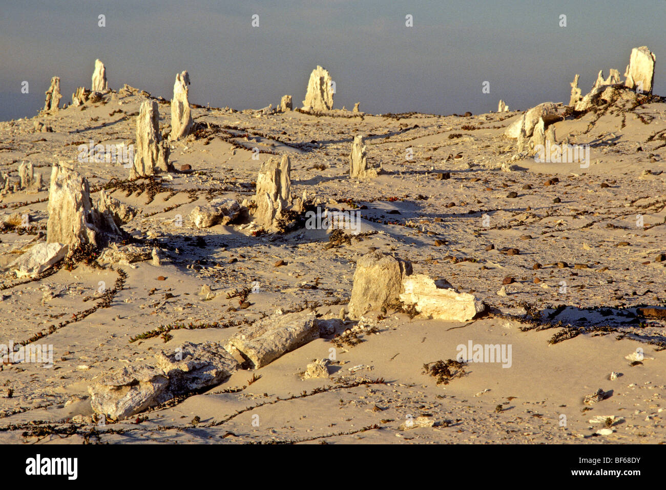 Caliche Forest on San Miguel Island at Channel Islands National Park ...