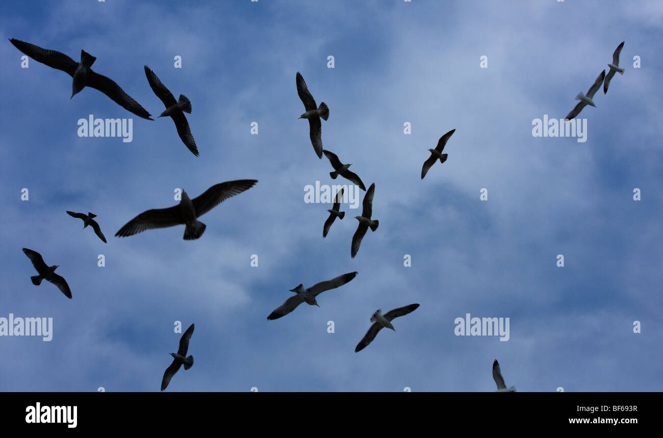 Birds - Pelicans, seagulls, etc. - flying over the Malibu Lagoon ...