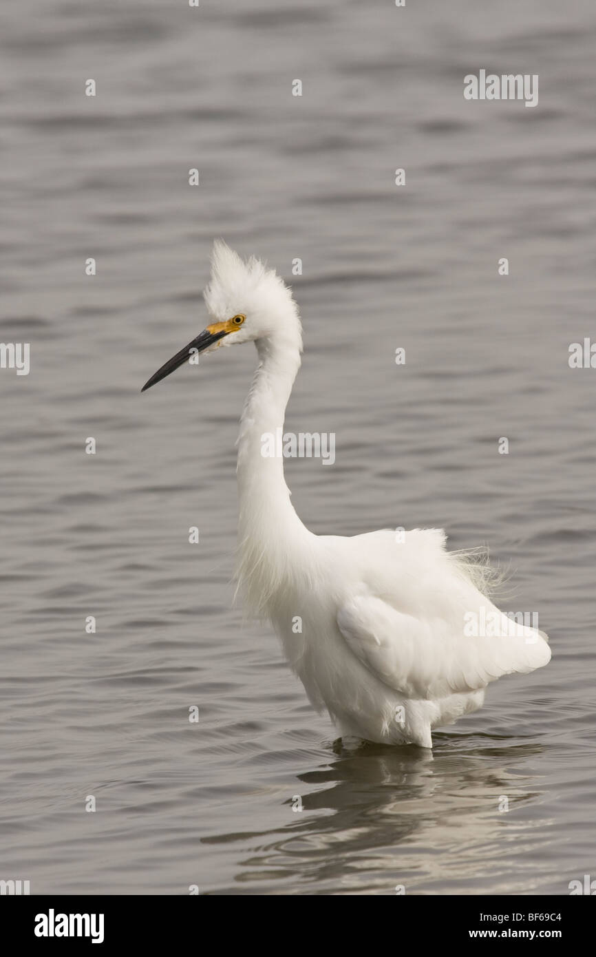Malibu lagoon bird sanctuary hi-res stock photography and images - Alamy