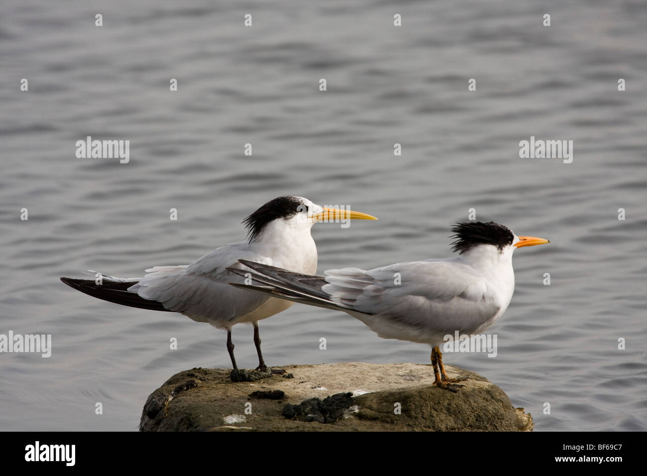 Birds wading in Malibu Lagoon, Malibu, California, United States of ...