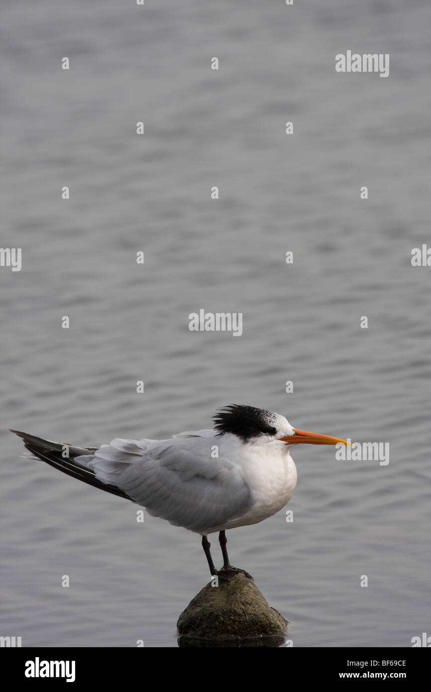 Malibu lagoon bird sanctuary hi-res stock photography and images - Alamy