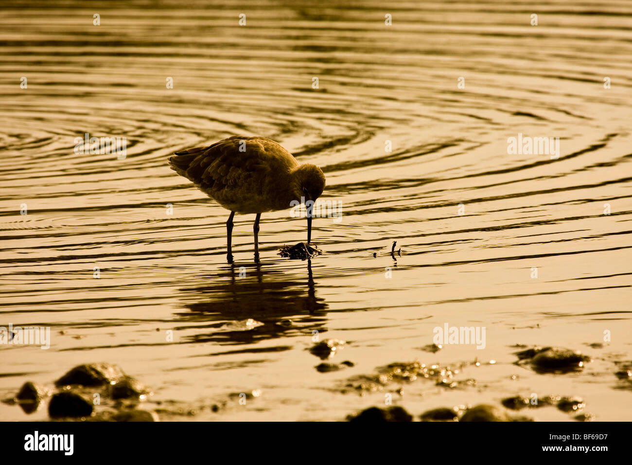 Birds wading in Malibu Lagoon, Malibu, California, United States of ...