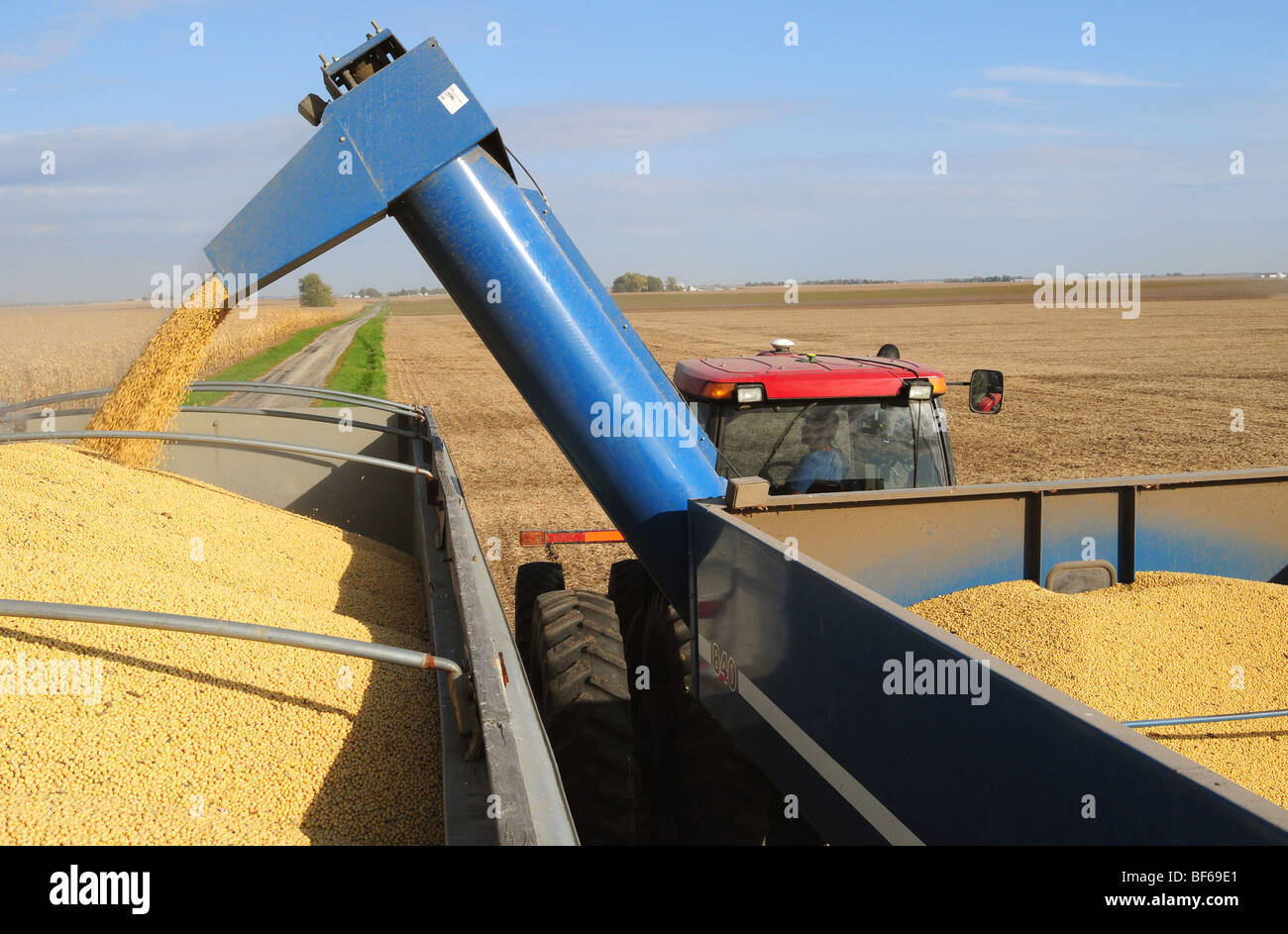 Soybeans are moved from a grain wagon pulled by a Case farm tractor to ...
