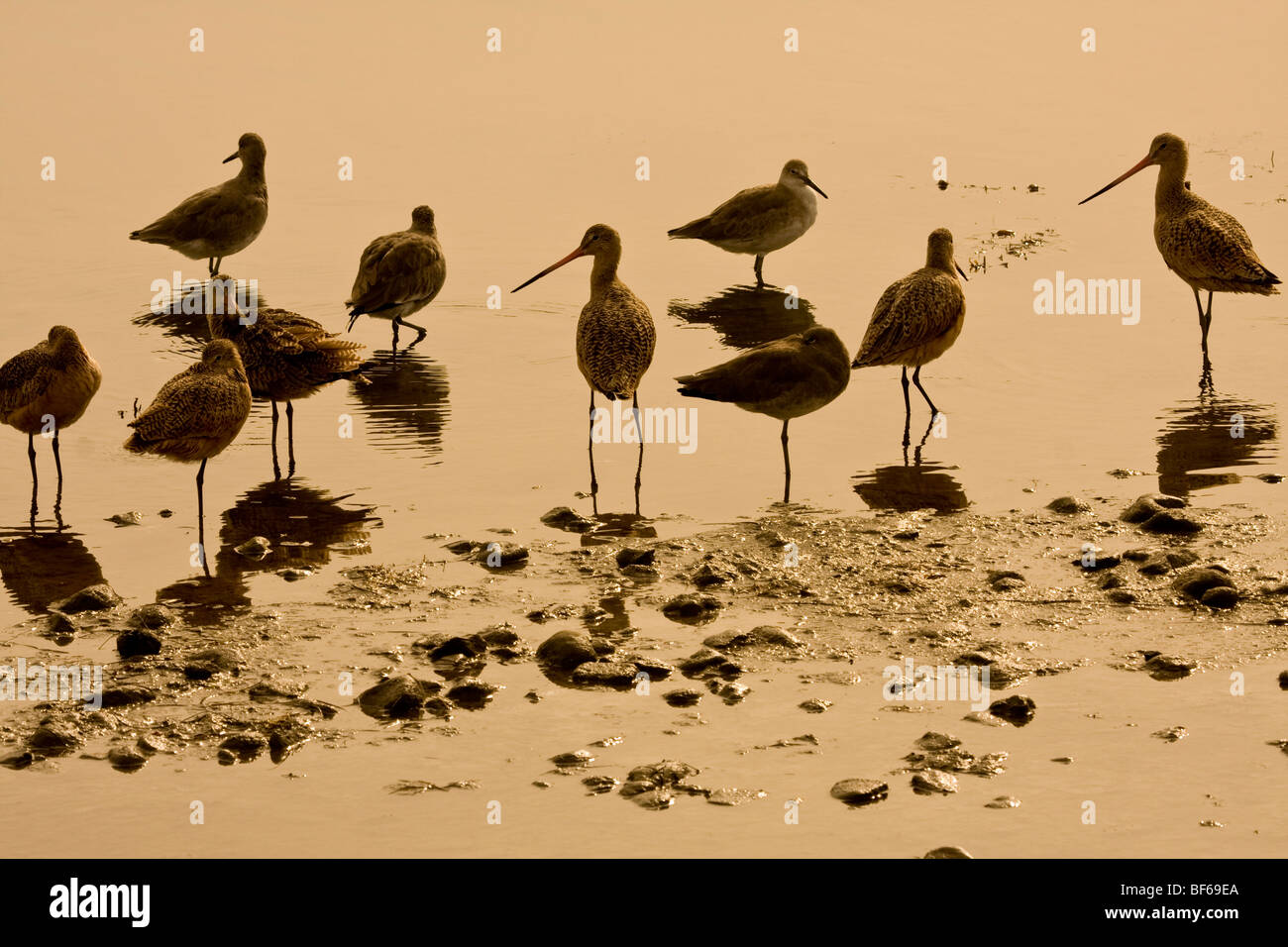 Birds wading in Malibu Lagoon, Malibu, California, United States of ...