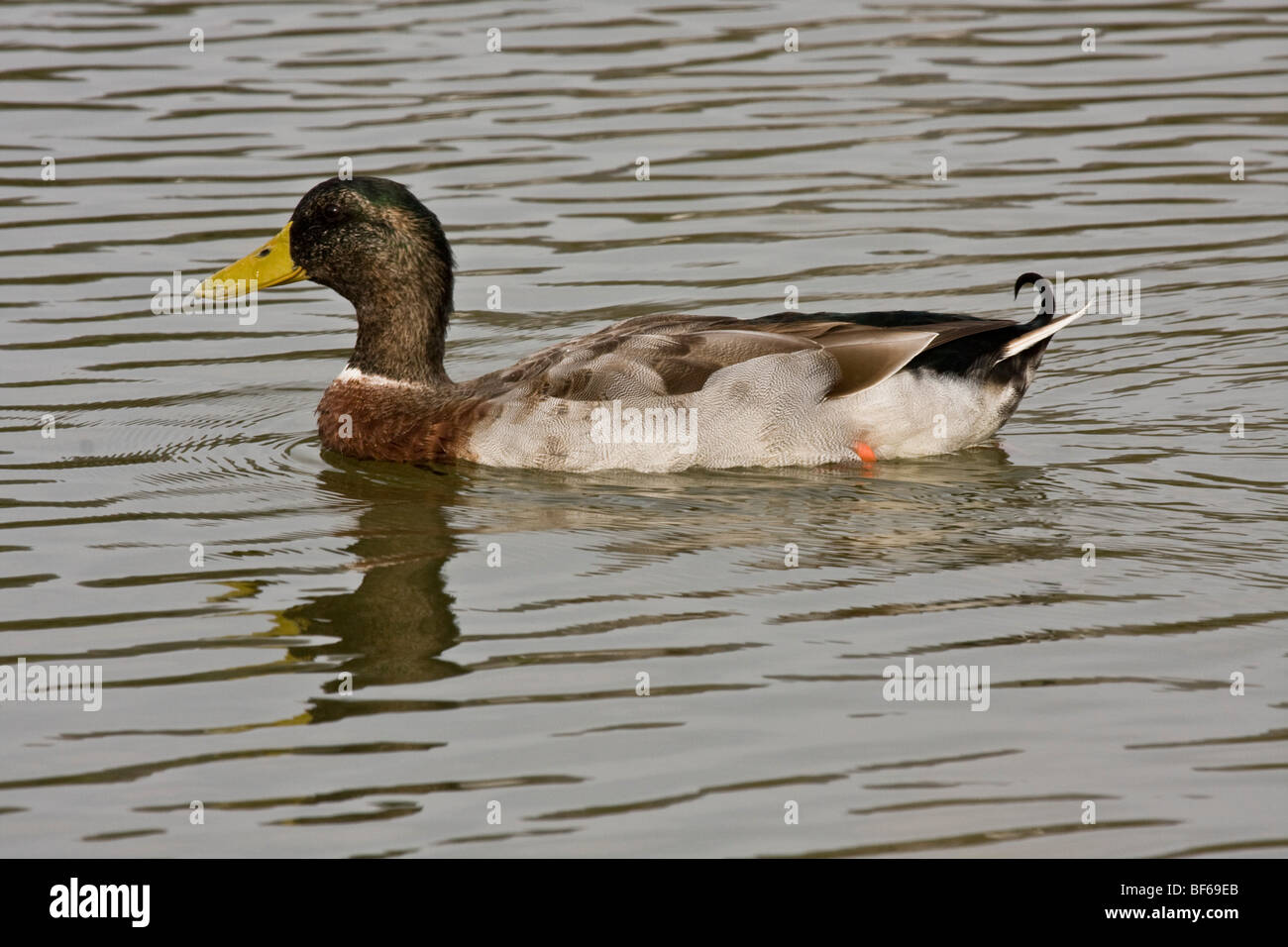 Malibu birds hi-res stock photography and images - Alamy