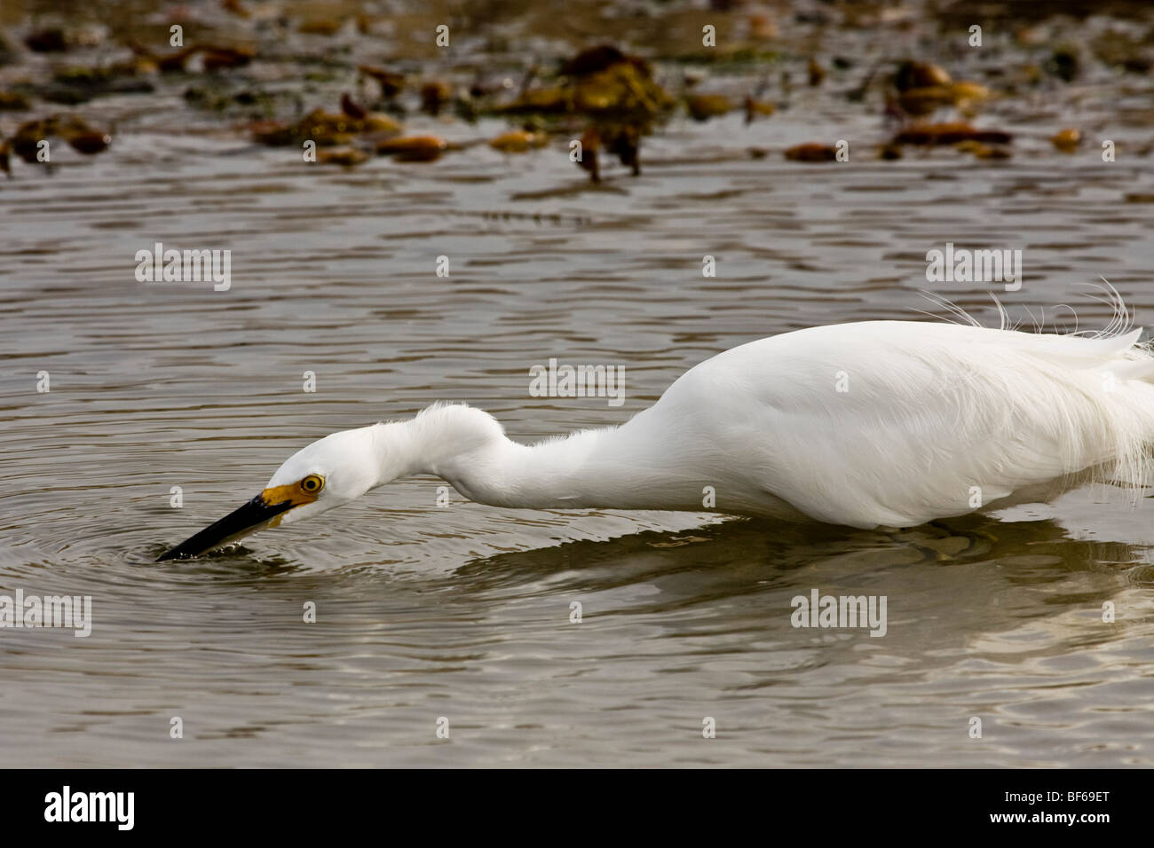 Malibu lagoon bird sanctuary hi-res stock photography and images - Alamy