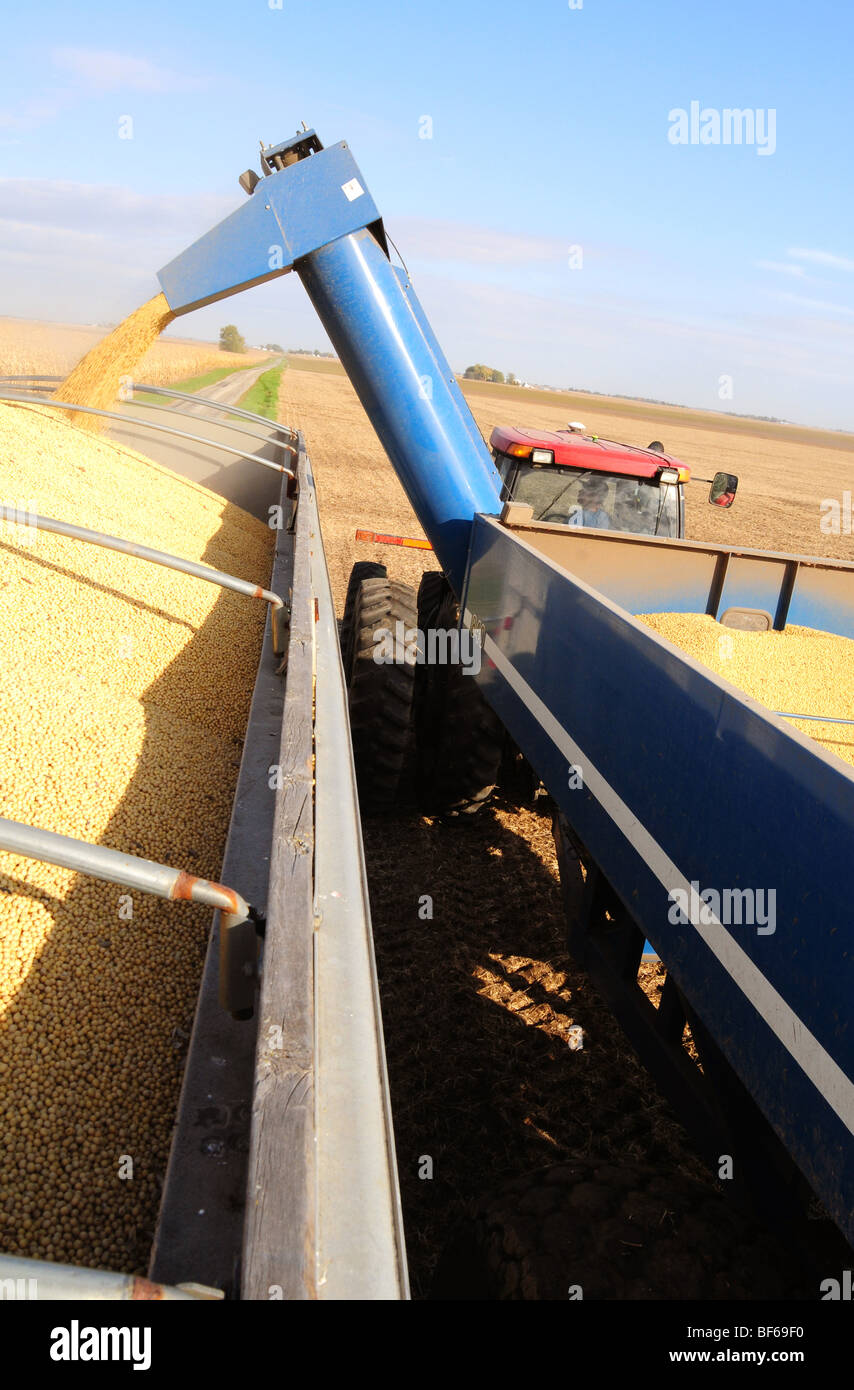 Soybeans are moved from a grain wagon pulled by a Case farm tractor to ...