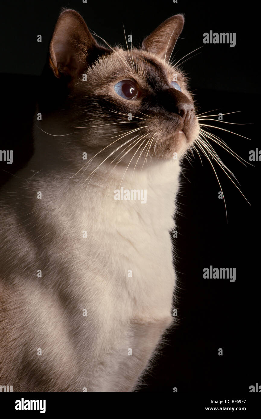 Siamese cat portrait Stock Photo - Alamy