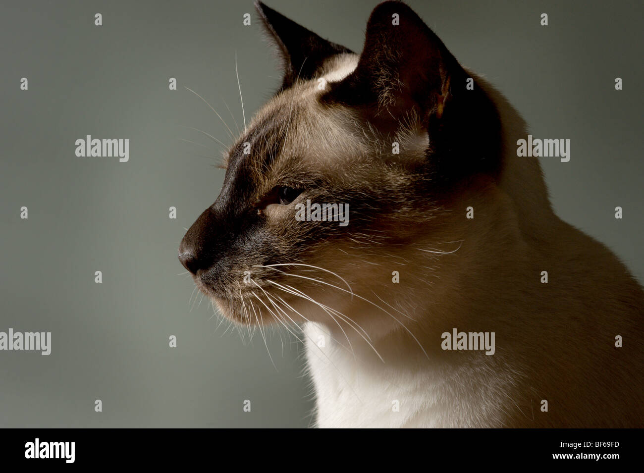Siamese cat portrait Stock Photo - Alamy