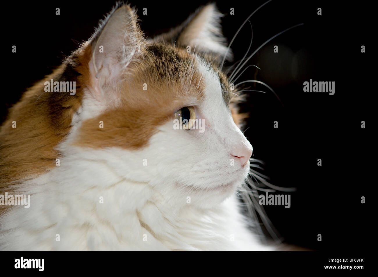Long haired calico cat portrait Stock Photo - Alamy