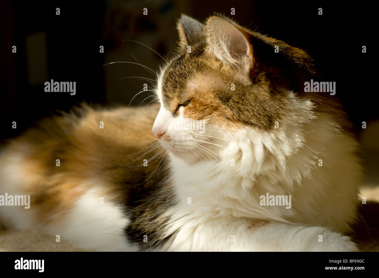 Long haired calico cat lying in the sun Stock Photo - Alamy