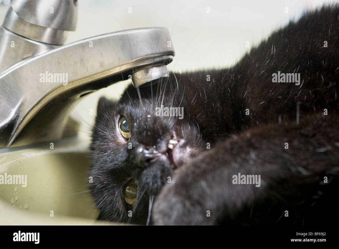 Black cat drinking water out hi-res stock photography and images - Alamy