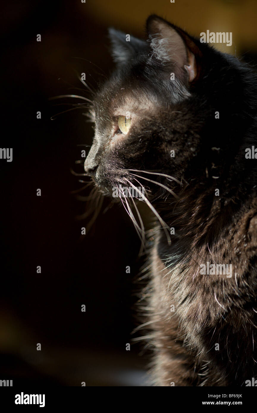 Black cat in the sun Stock Photo - Alamy