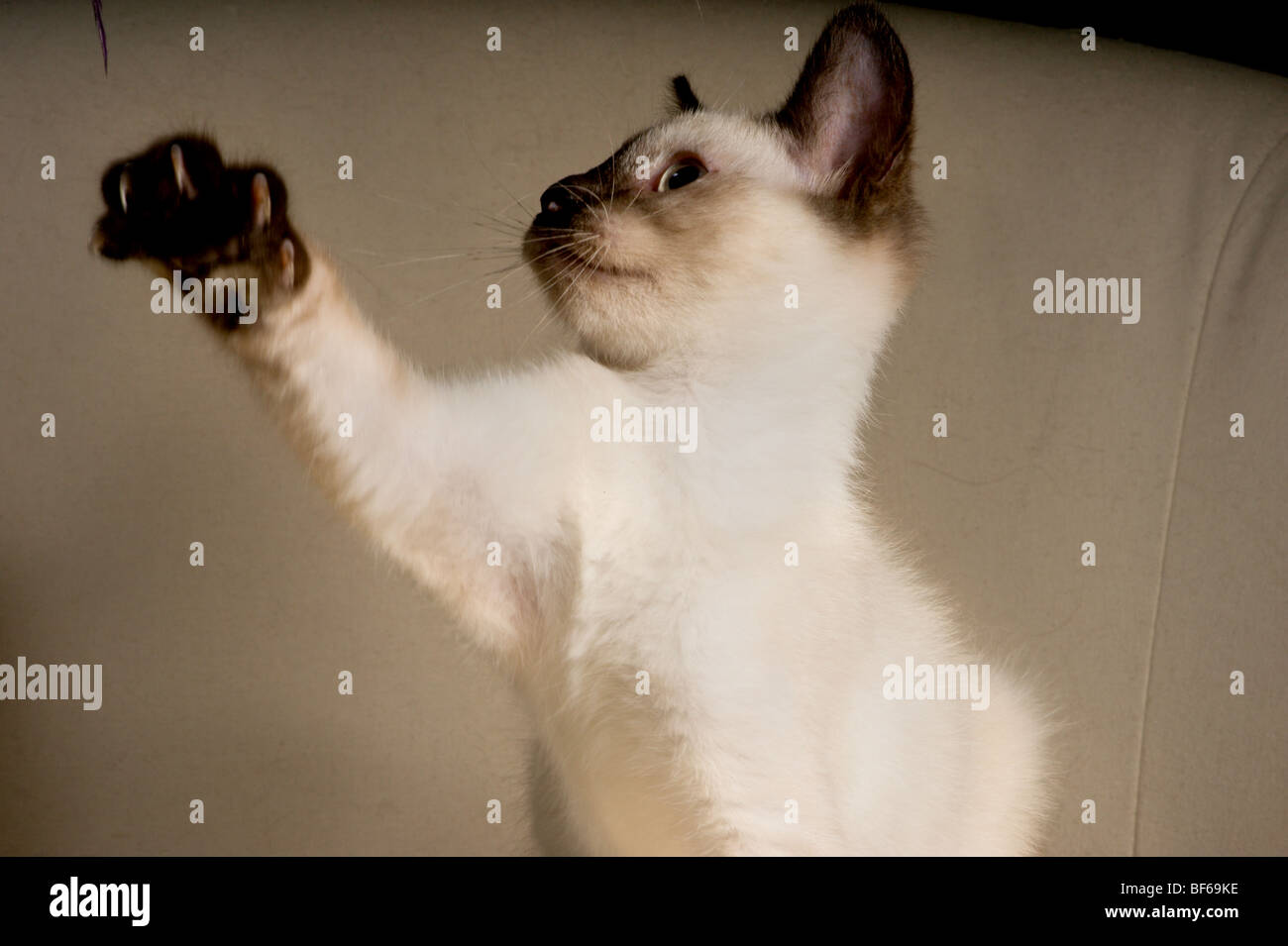Siamese kitten playing Stock Photo - Alamy